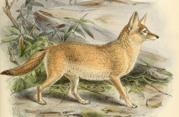 All 23 Types of Foxes and Where to See Them in the Wild