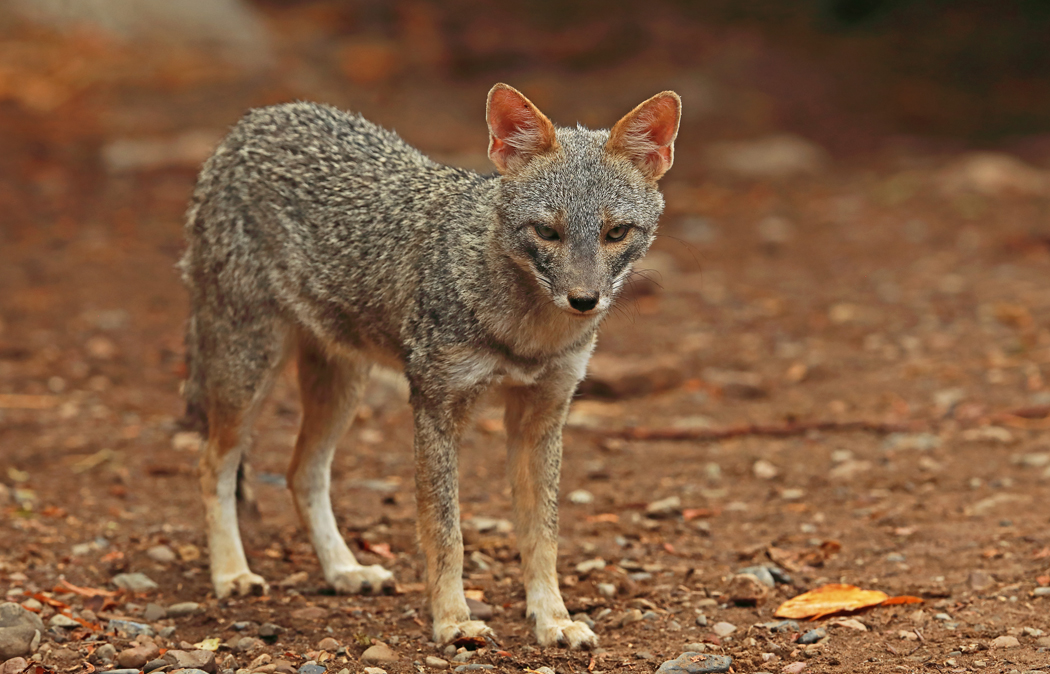 All 23 Types of Foxes and Where to See Them in the Wild