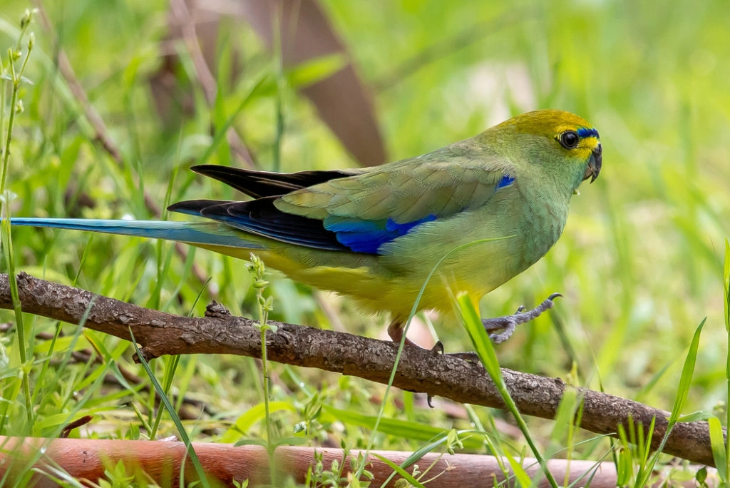 Australian Parrots: Guide to all 57 species of Parrots in Australia