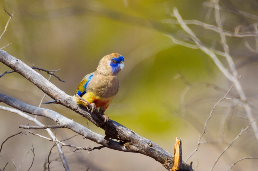 Australian Parrots: Guide to all 57 species of Parrots in Australia