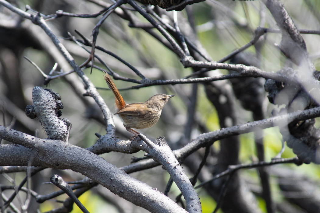 Amazing Birds and Waterfalls of Curra Moors Loop Track in Royal ...