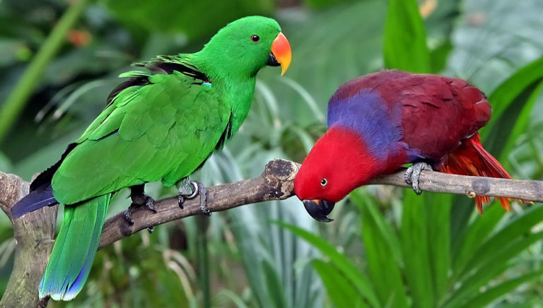 Australian Parrots: Guide to all 57 species of Parrots in Australia