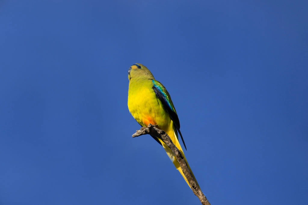 Australian Parrots: Guide to all 57 species of Parrots in Australia