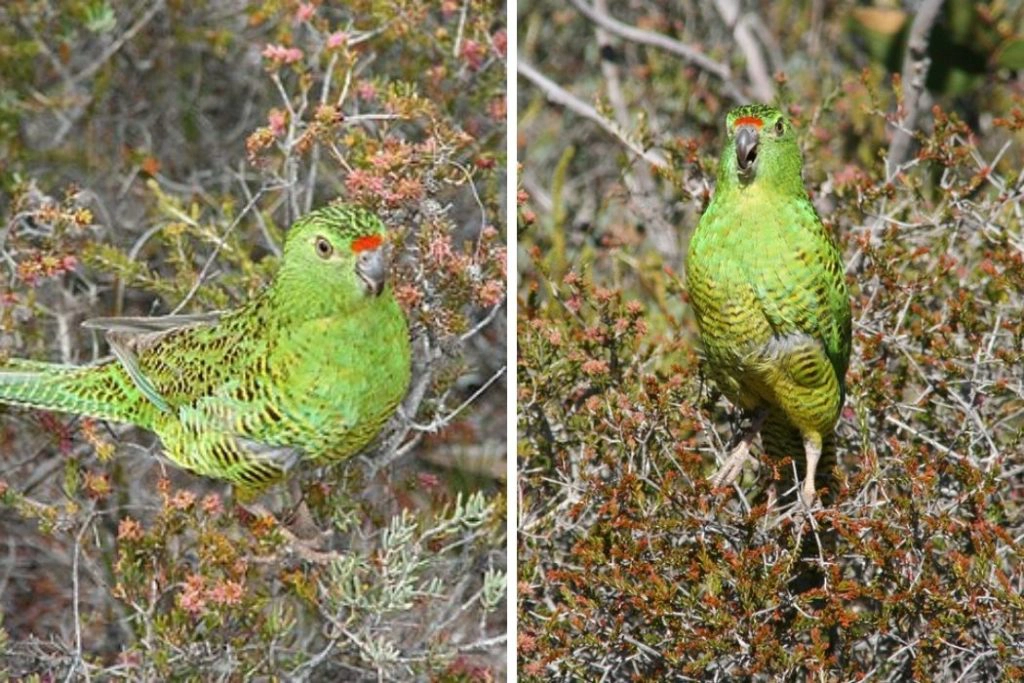 Australian Parrots: Guide to all 57 species of Parrots in Australia