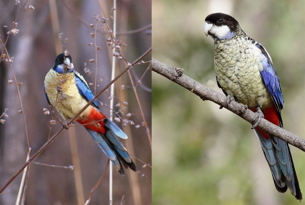 Australian Parrots: Guide to all 57 species of Parrots in Australia