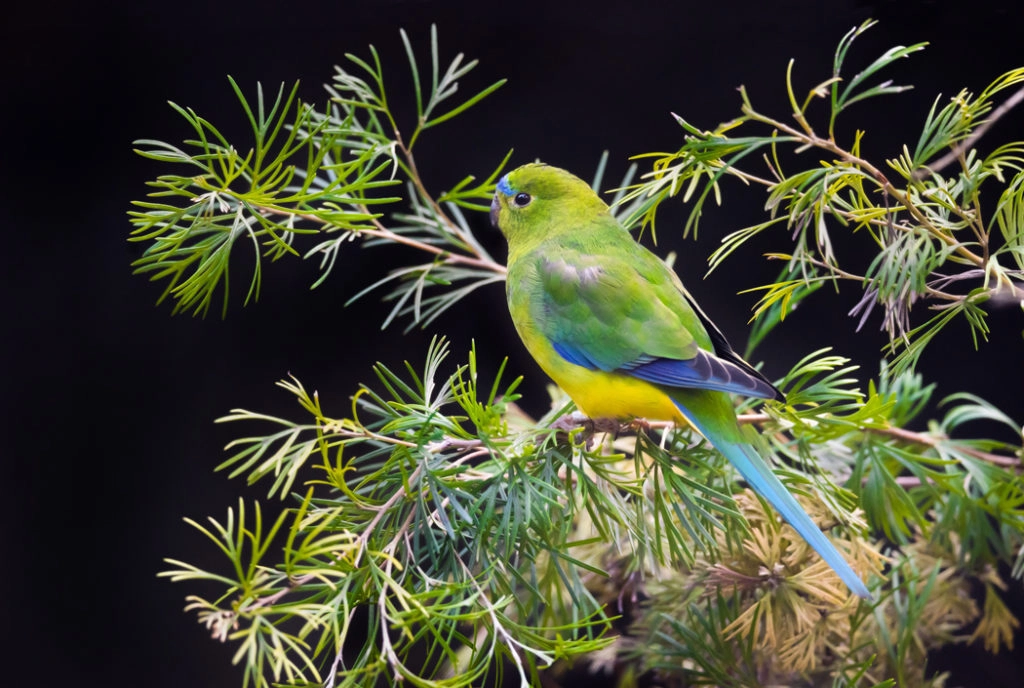 Australian Parrots: Guide to all 57 species of Parrots in Australia