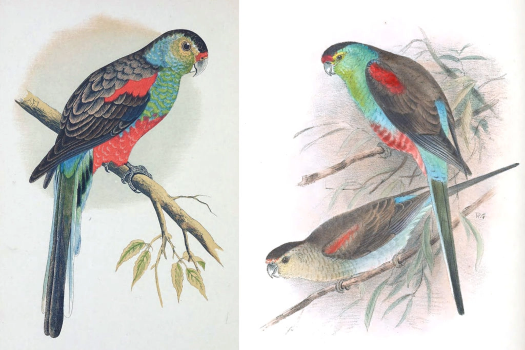 Australian Parrots: Guide to all 57 species of Parrots in Australia