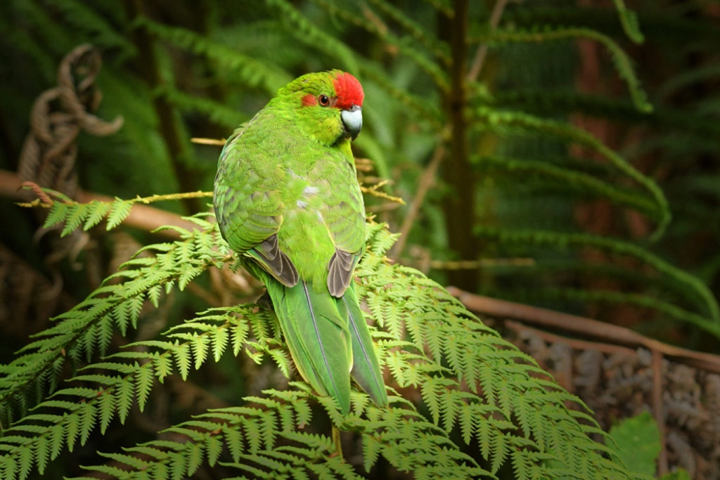 Australian Parrots: Guide to all 57 species of Parrots in Australia