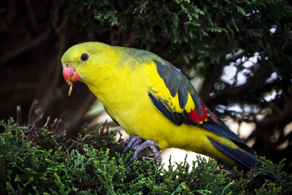 Australian Parrots: Guide to all 57 species of Parrots in Australia