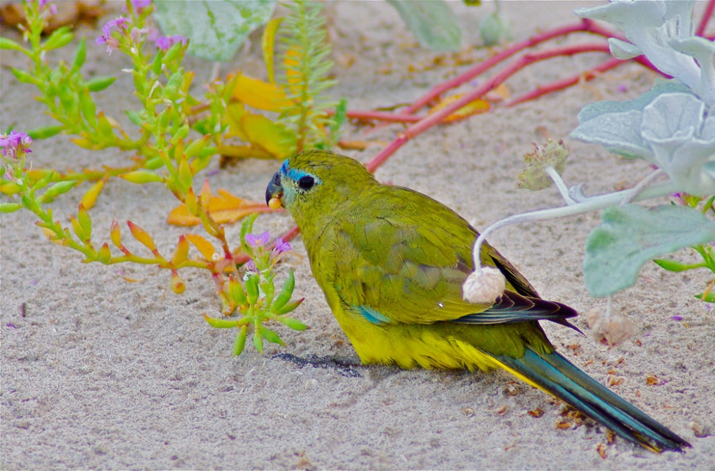 Australian Parrots: Guide to all 57 species of Parrots in Australia