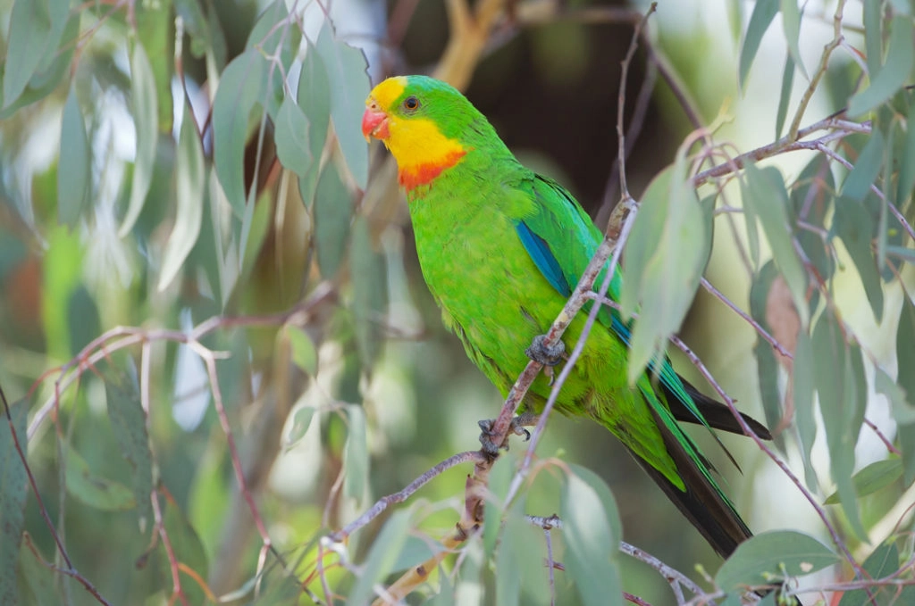 Australian Parrots: Guide to all 57 species of Parrots in Australia