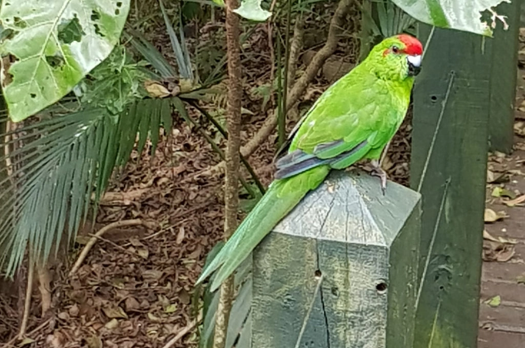 Australian Parrots: Guide to all 57 species of Parrots in Australia