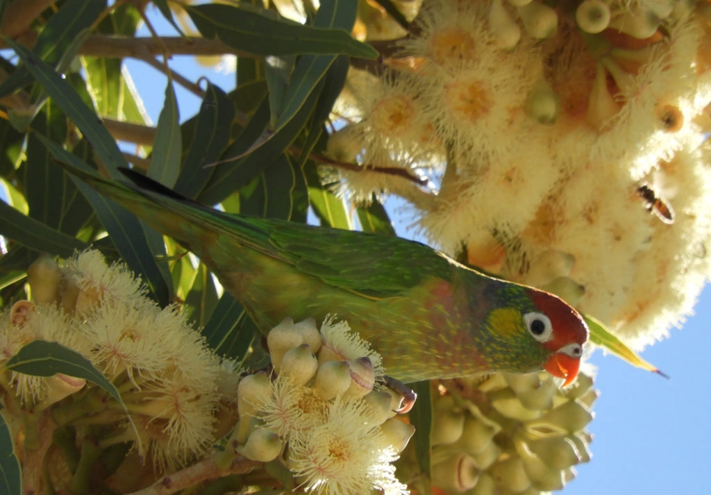 Australian Parrots: Guide to all 57 species of Parrots in Australia