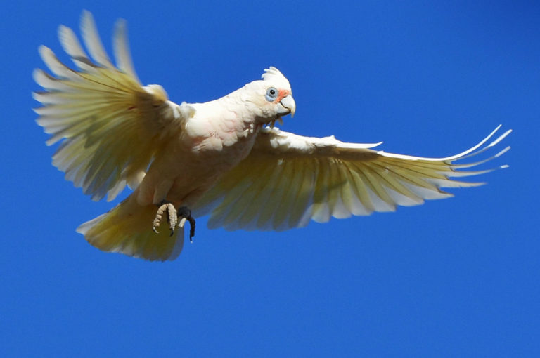 Australian Parrots: Guide to all 57 species of Parrots in Australia