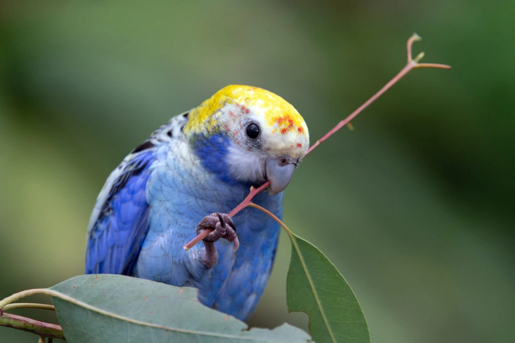 Australian Parrots: Guide to all 57 species of Parrots in Australia
