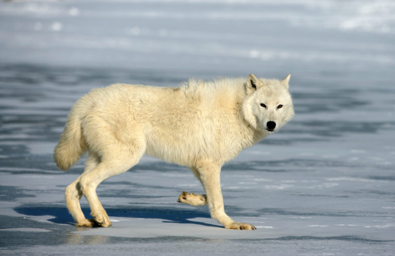 15 Types of Wolves Explained: Species, Subspecies, and Where to Find Them