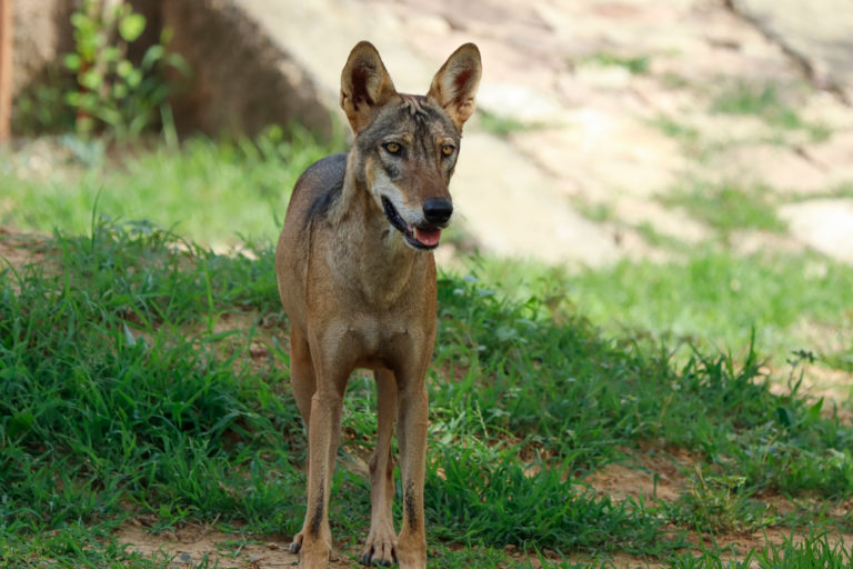 15 Types of Wolves Explained: Species, Subspecies, and Where to Find Them
