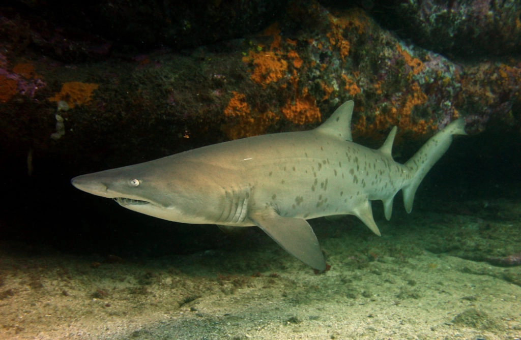 Unmissable Things to do in Narooma & the Surrounding Countryside