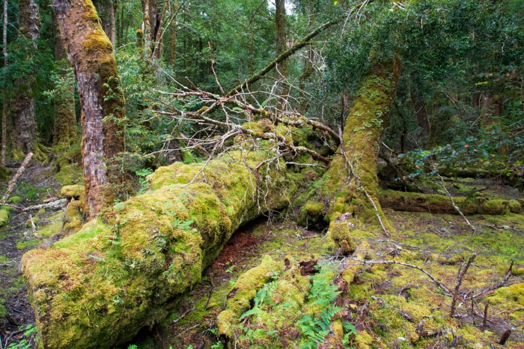 Complete Guide to Things to do in Cradle Mountain: Walks, Wildlife ...