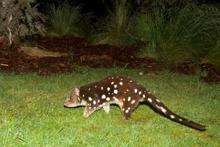 35 Amazing Australian Animals and Where to See Them on Your Travels