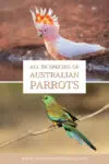 Australian Parrots: Guide to all 57 species of Parrots in Australia