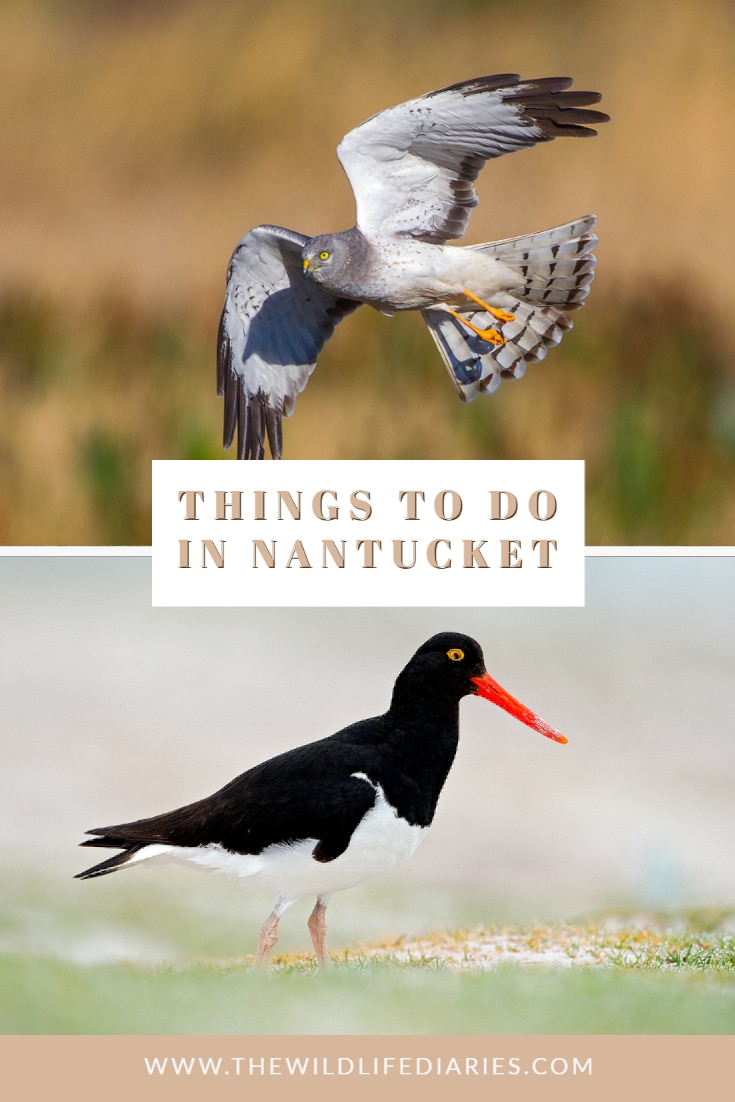 Things To Do in Nantucket: Nature and Wildlife