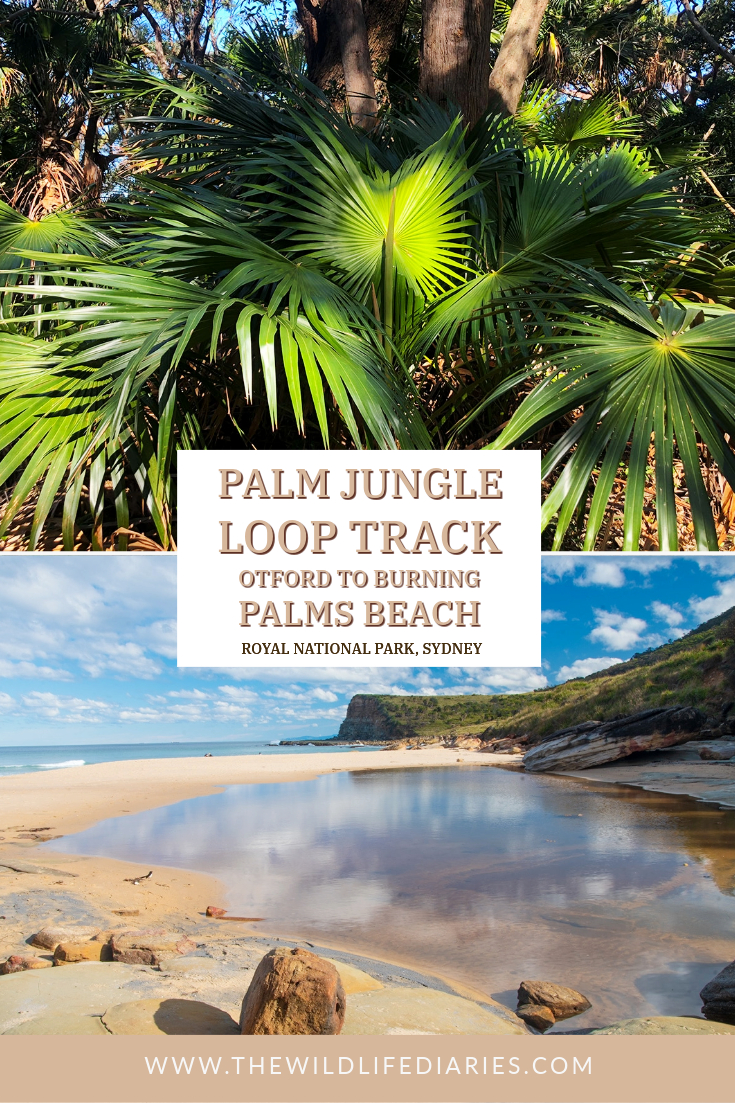 The Adventurous Palm Jungle Loop Track in Royal National Park