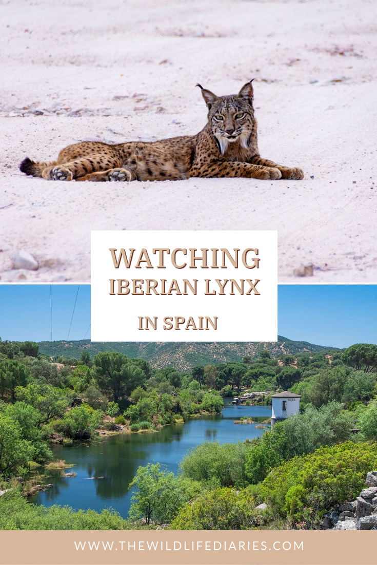 Watching Iberian lynx in Sierra de Andujar Natural Park, Spain