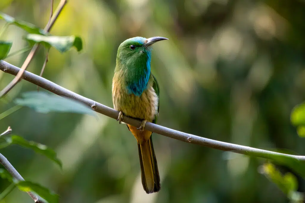 Amazing Wild Animals in Thailand And Where to See Them