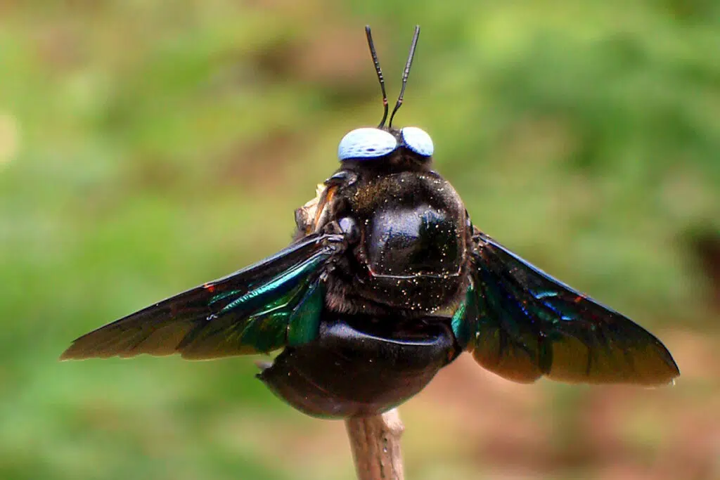 Amazing Wild Animals in Thailand And Where to See Them