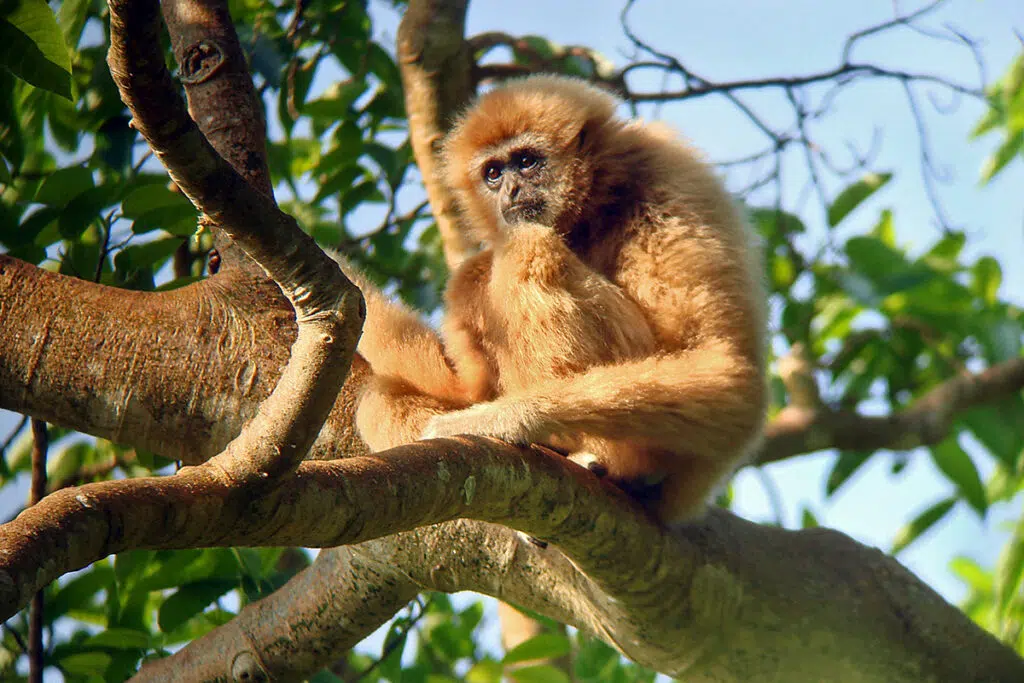 Amazing Wild Animals in Thailand And Where to See Them