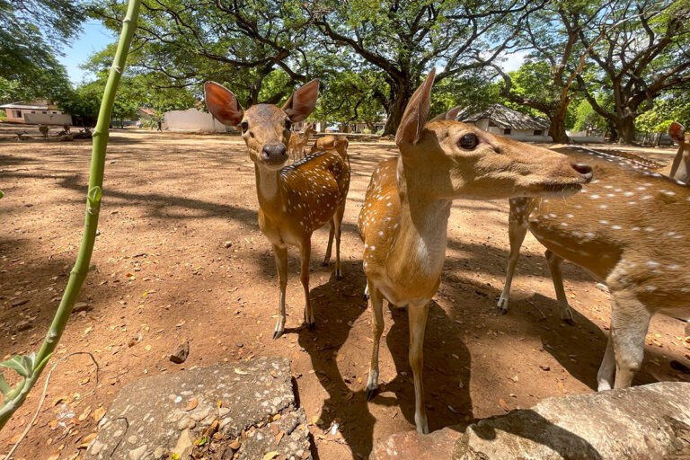 17 Things to Do in Trincomalee: Beaches, Whales & Temples