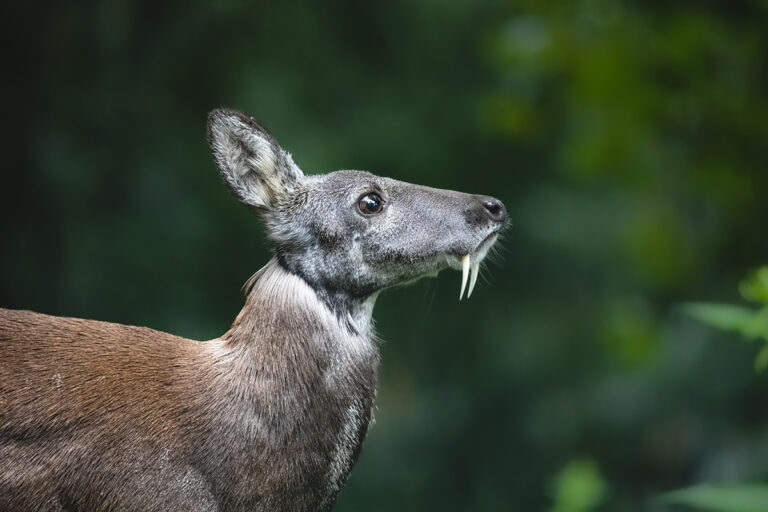 15 Amazing Bhutan Animals and all 10 of the Kingdom's National Parks