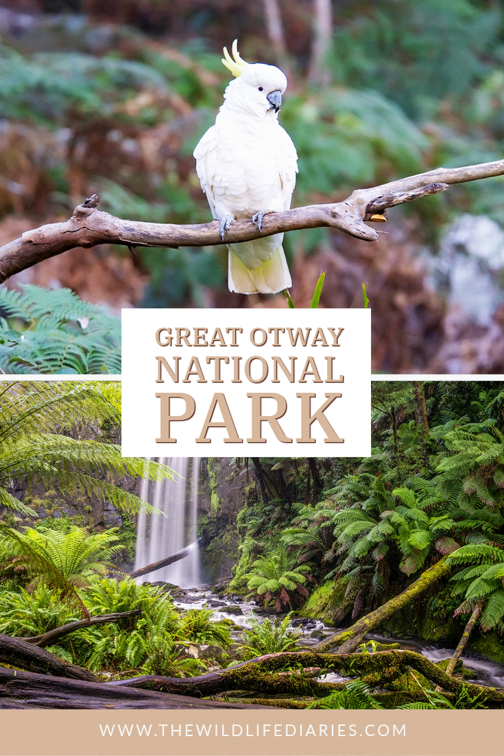 Guide to The Great Otway National Park