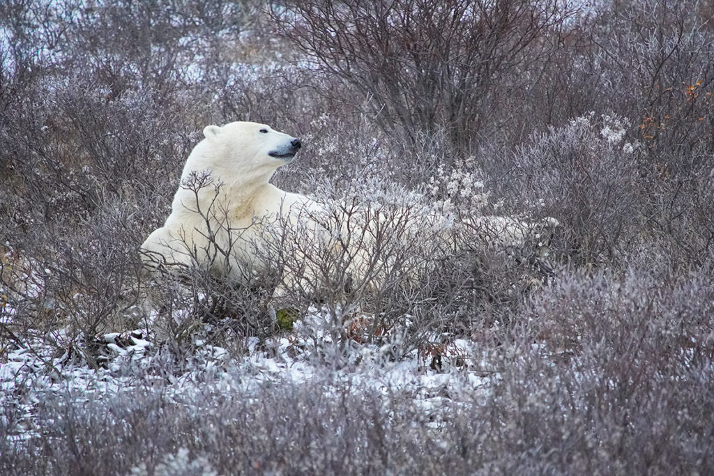 Complete Guide to Watching Polar Bears in Churchill, Manitoba