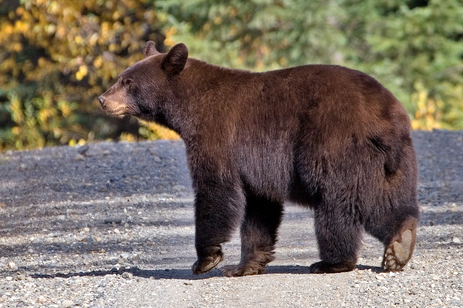 13 Different Types of Bears and Where to See Them in the Wild