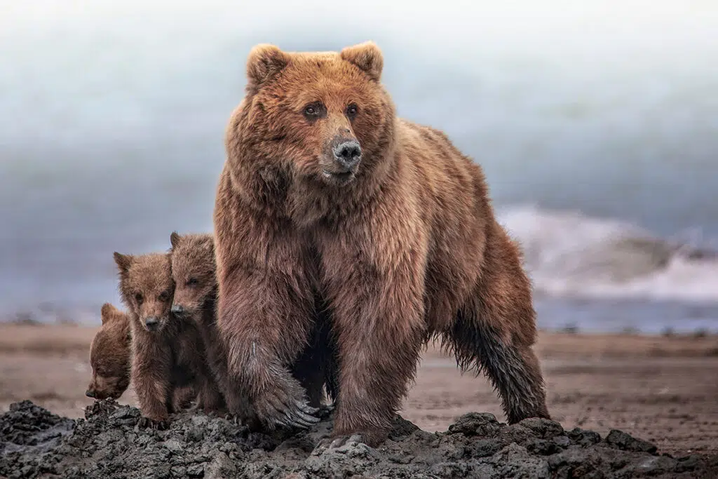 13 Different Types of Bears and Where to See Them in the Wild