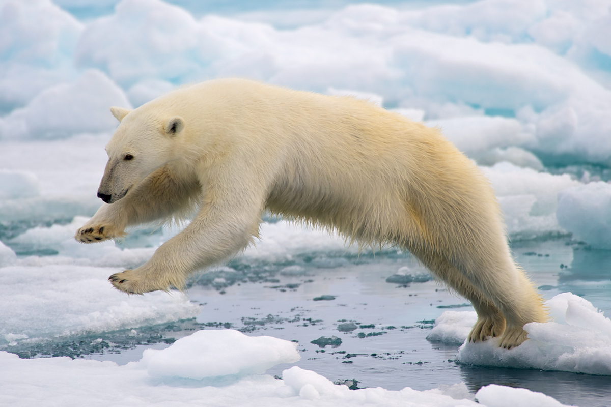 13 Different Types of Bears and Where to See Them in the Wild