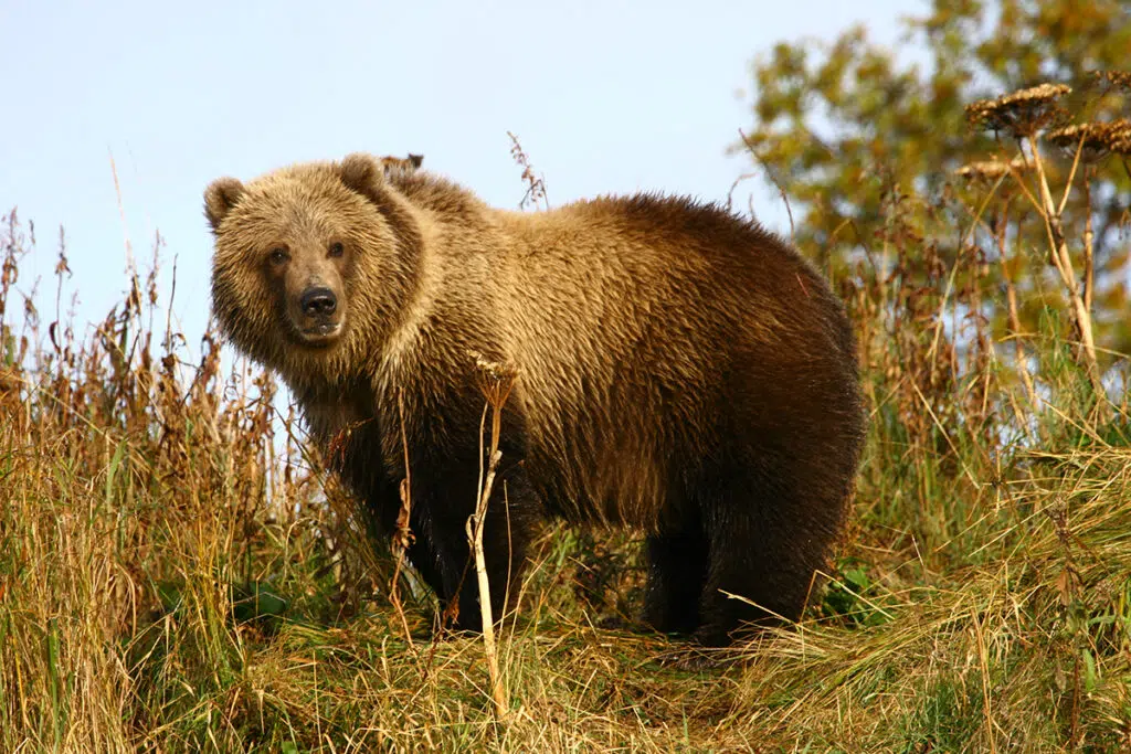 13 Different Types of Bears and Where to See Them in the Wild
