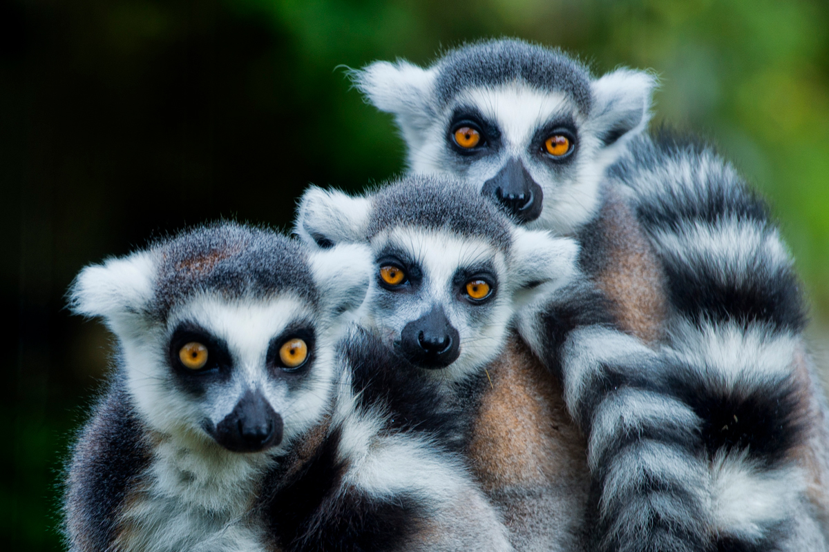 Collective Nouns for Animals - Words You Need to Know for Your Next Safari
