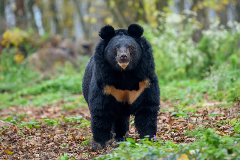 13 Different Types of Bears and Where to See Them in the Wild