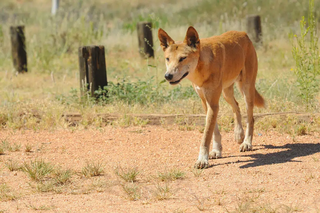 Karlu Karlu / Devils Marbles Conservation Reserve