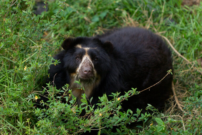13 Different Types of Bears and Where to See Them in the Wild