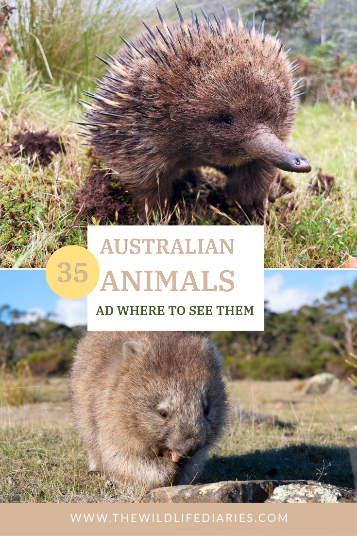 35 Amazing Australian Animals and Where to See Them on Your Travels