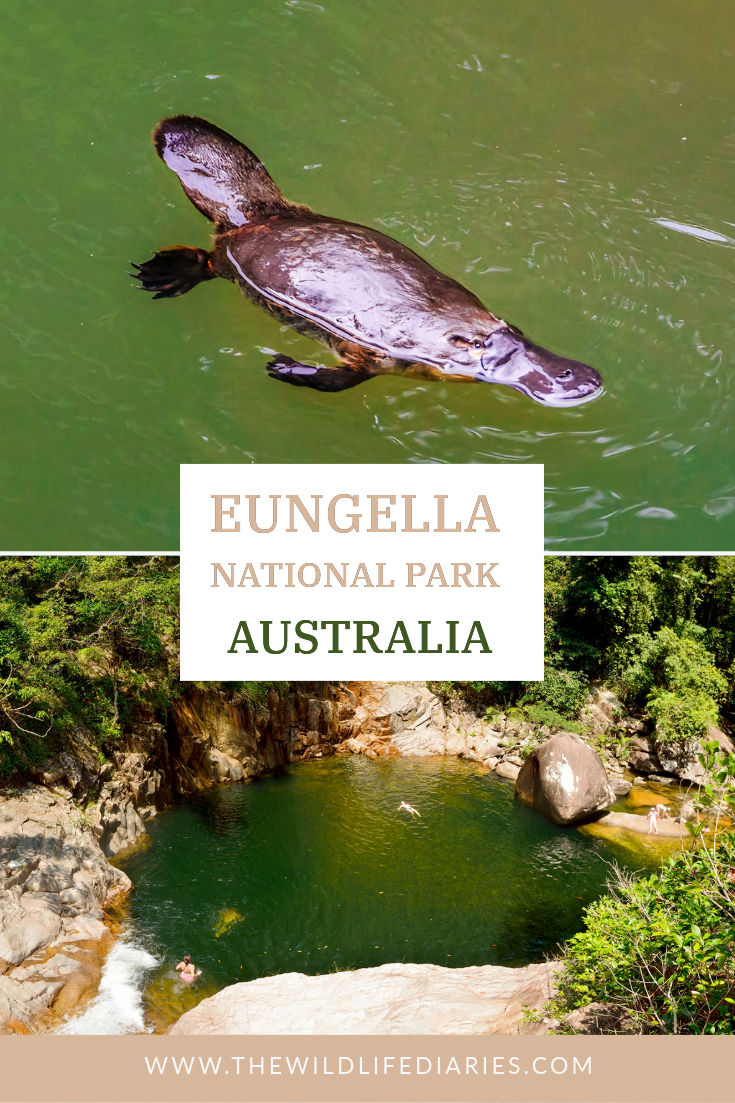 Discover Eungella National Park - Spotting Platypus at Broken River
