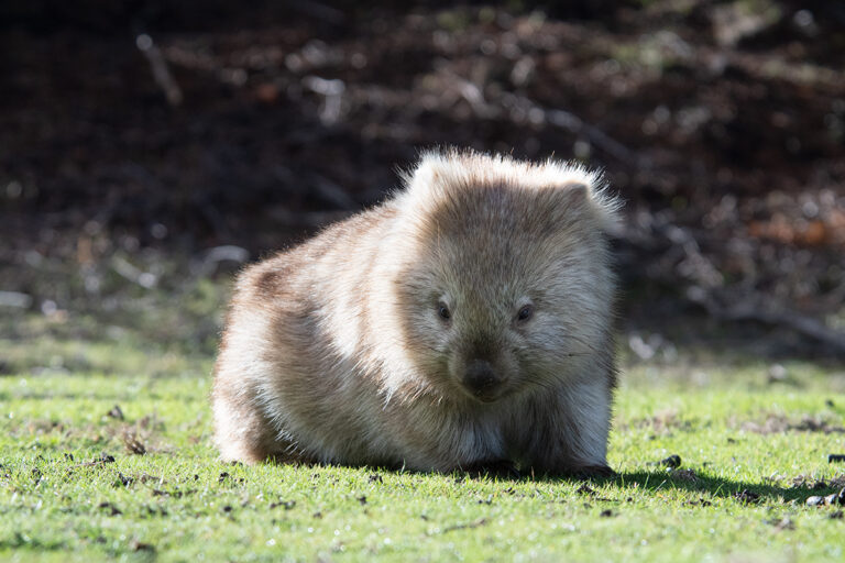 Walking Among Maria Island Wombats & Other Animals
