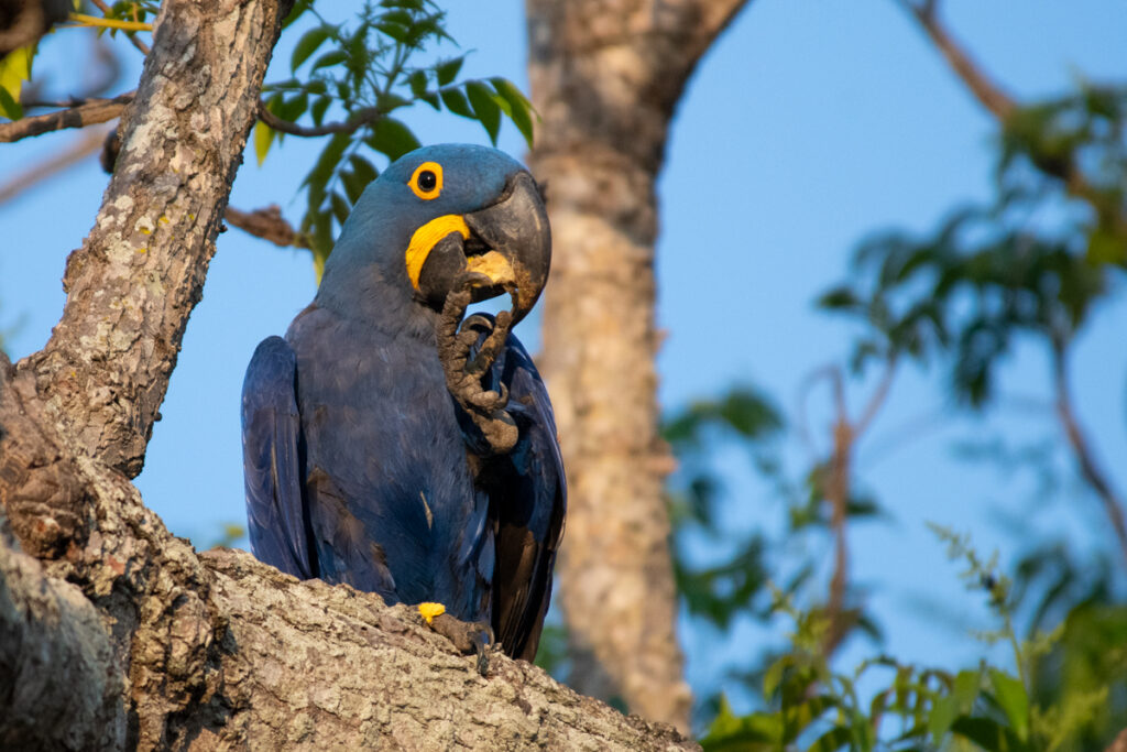 All 17 Types of Macaws and Where to See Them in the Wild