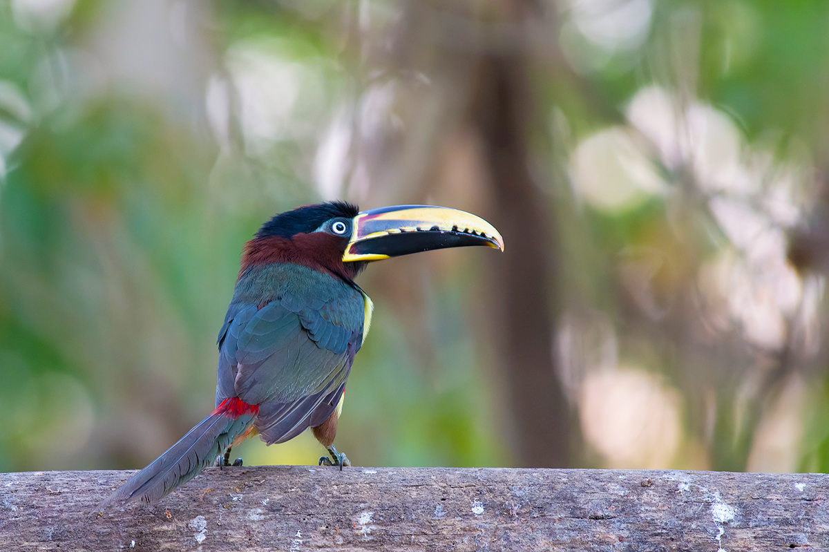 Thirsty Tapirs and Flamboyant Birds at Pouso Alegre Lodge, Brazil