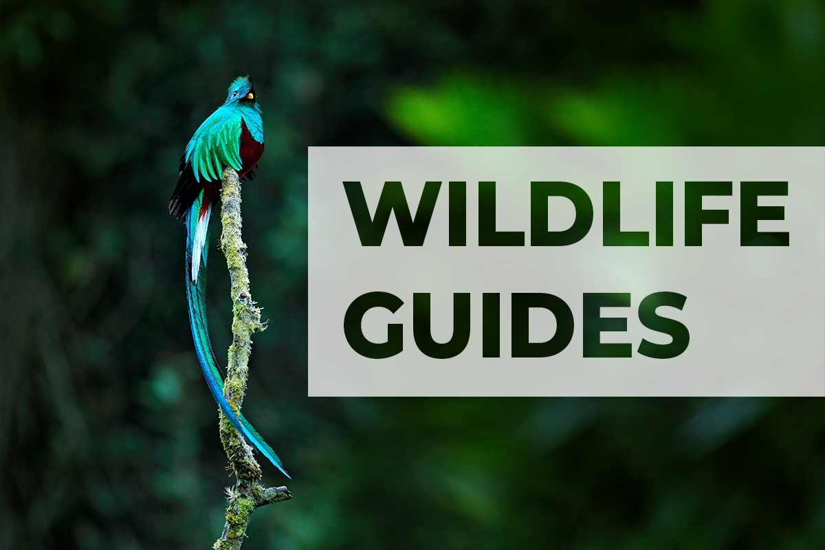 The Wildlife Diaries - a Wildlife Travel Blog