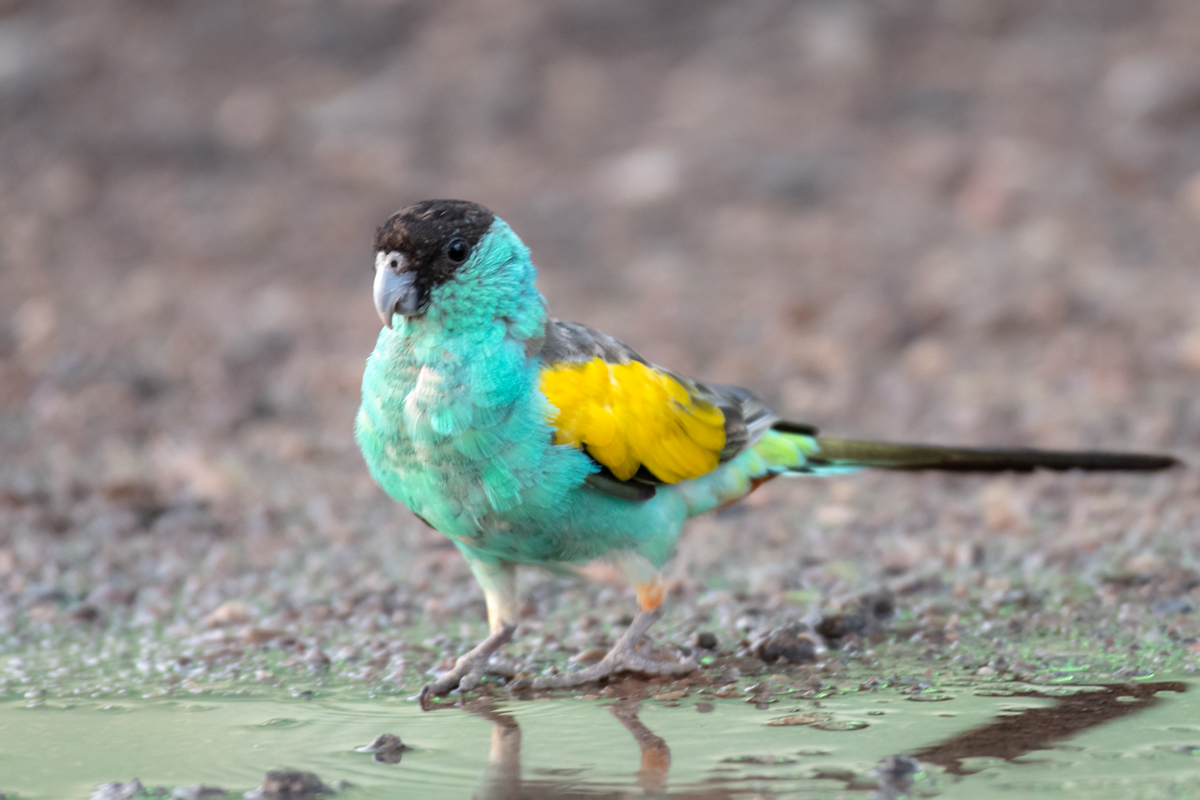On the Trail of Hooded Parrots in Pine Creek, Northern Territory